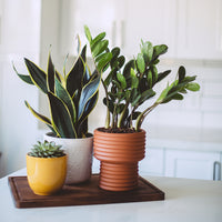 Sheridan Nurseries - Online Store