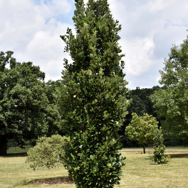 Oak Trees - Sheridan Nurseries Online