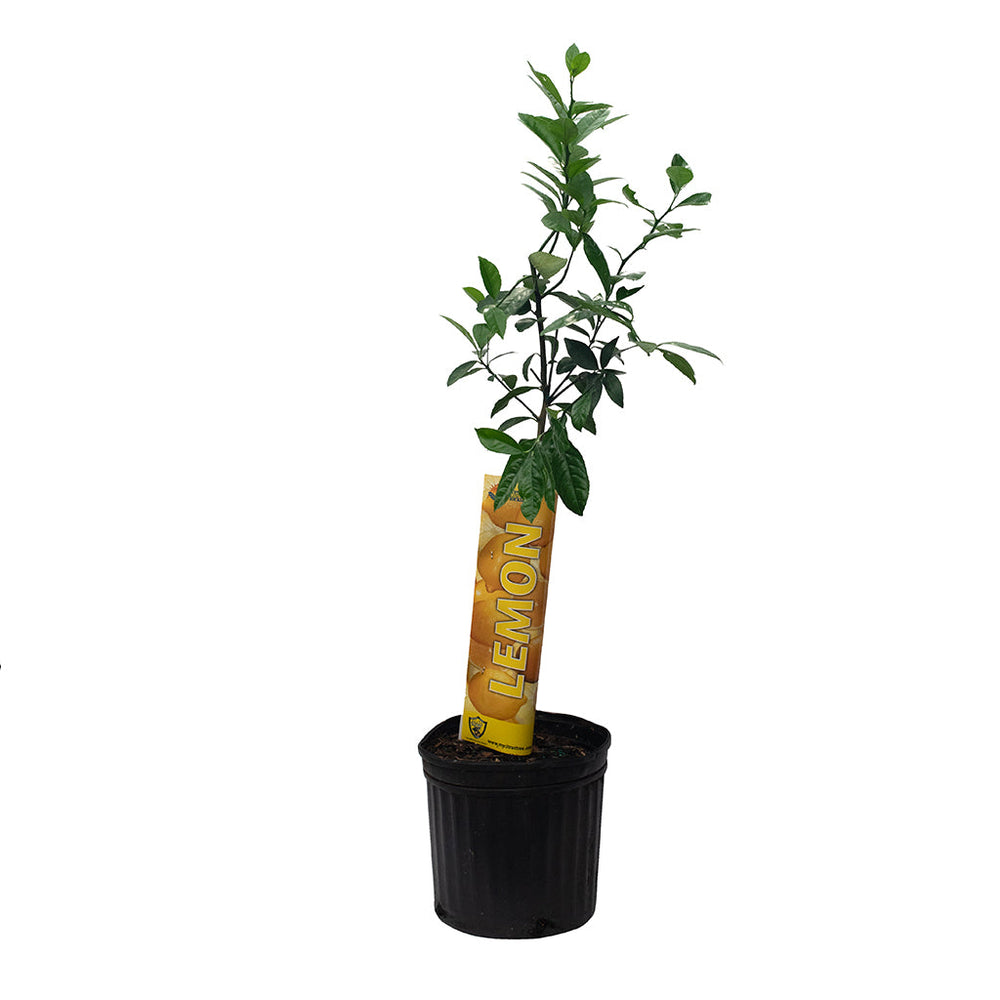 Citrus Trees - Sheridan Nurseries Online