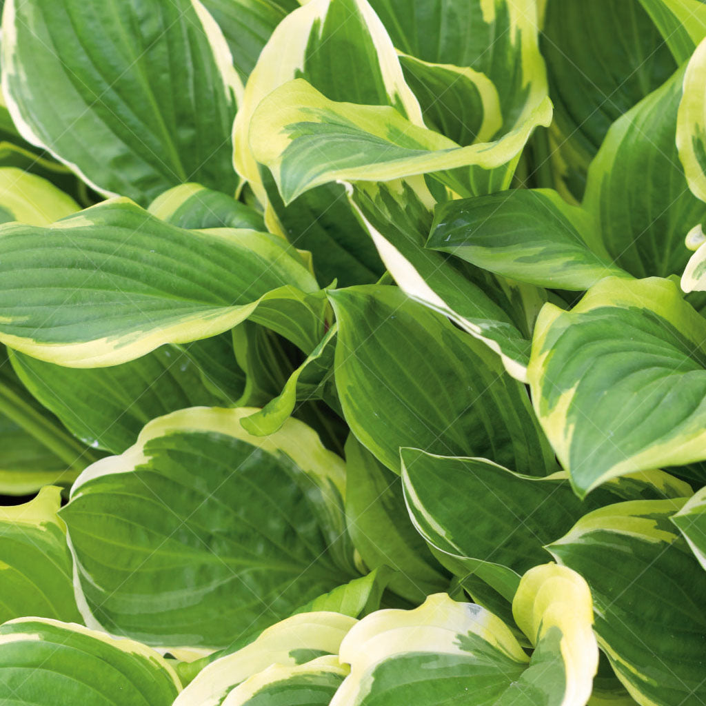 Hostas - Sheridan Nurseries Online