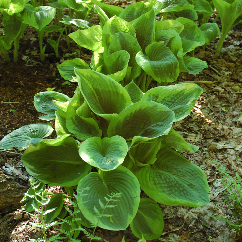 Hostas - Sheridan Nurseries Online