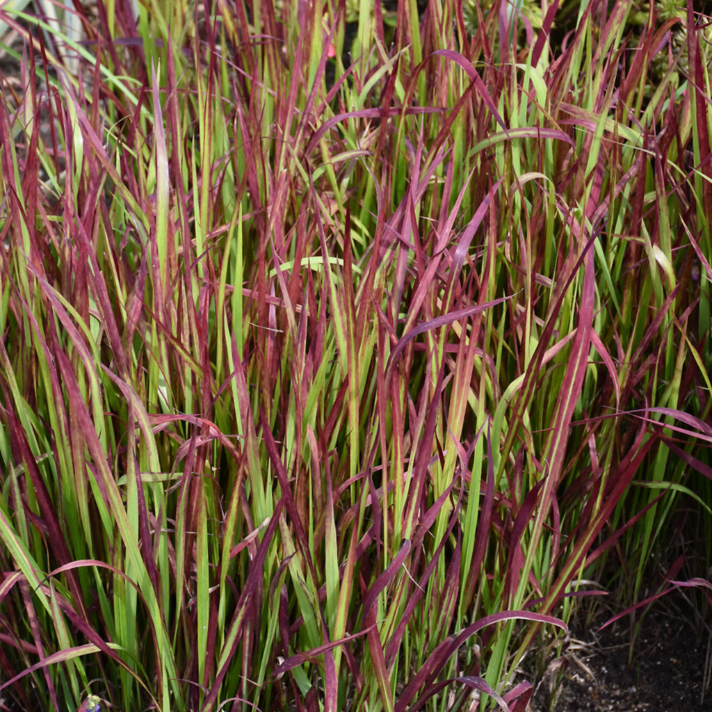 Red Baron Japanese Blood Grass - Sheridan Nurseries Online