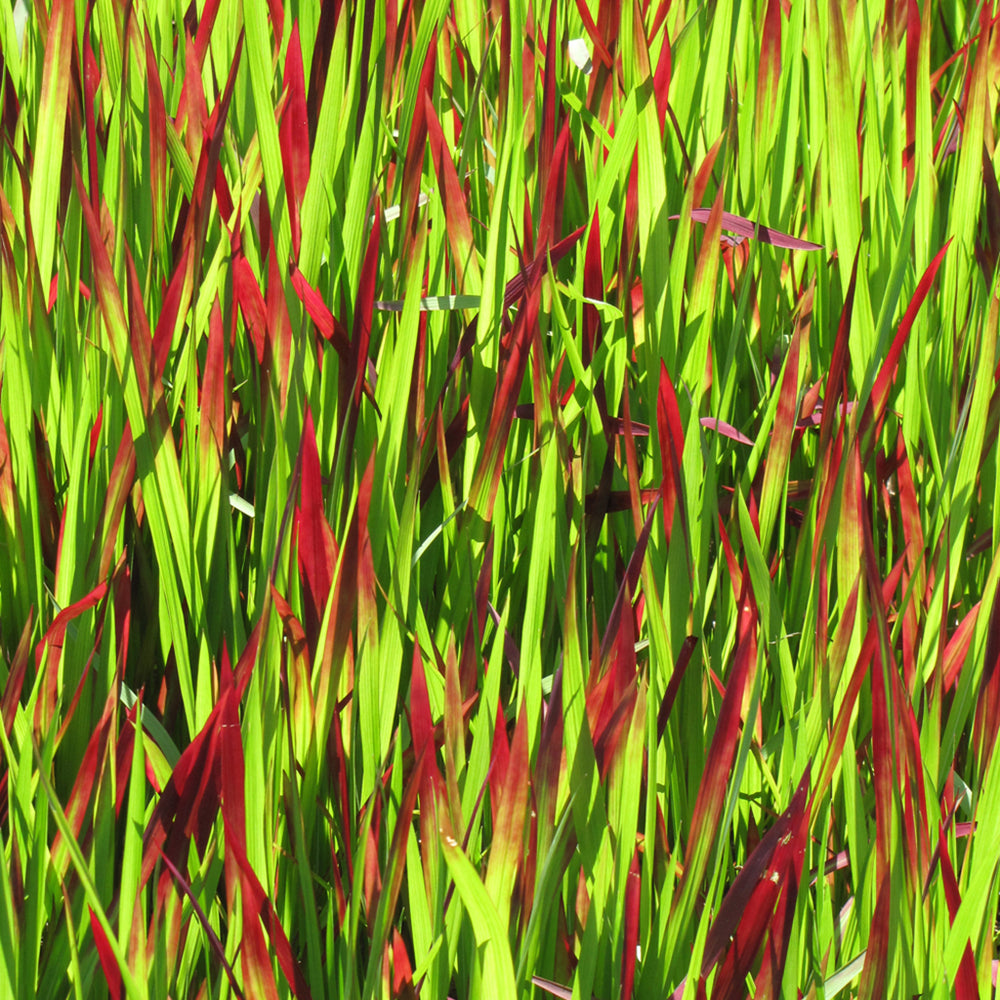 Red Baron Japanese Blood Grass - Sheridan Nurseries Online