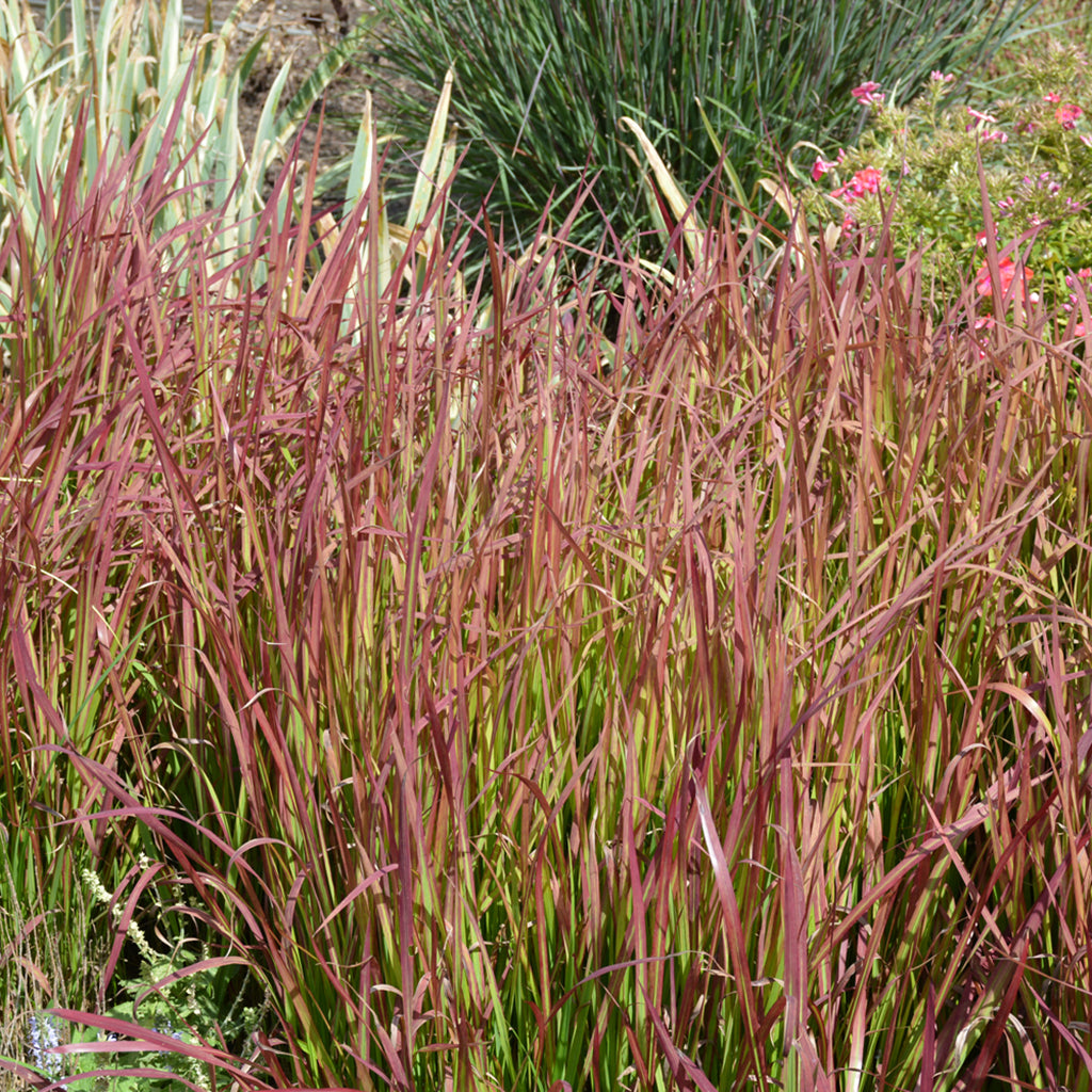 Red Baron Japanese Blood Grass - Sheridan Nurseries Online