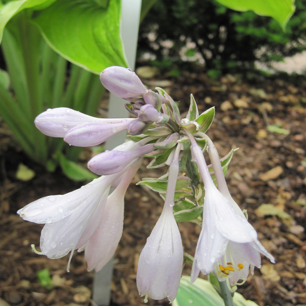 Blue Ivory Hosta - Sheridan Nurseries Online