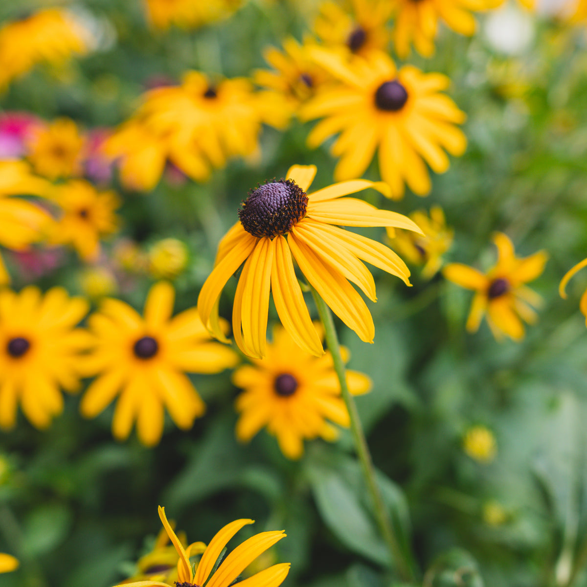 Nursery Plants - Sheridan Nurseries Online