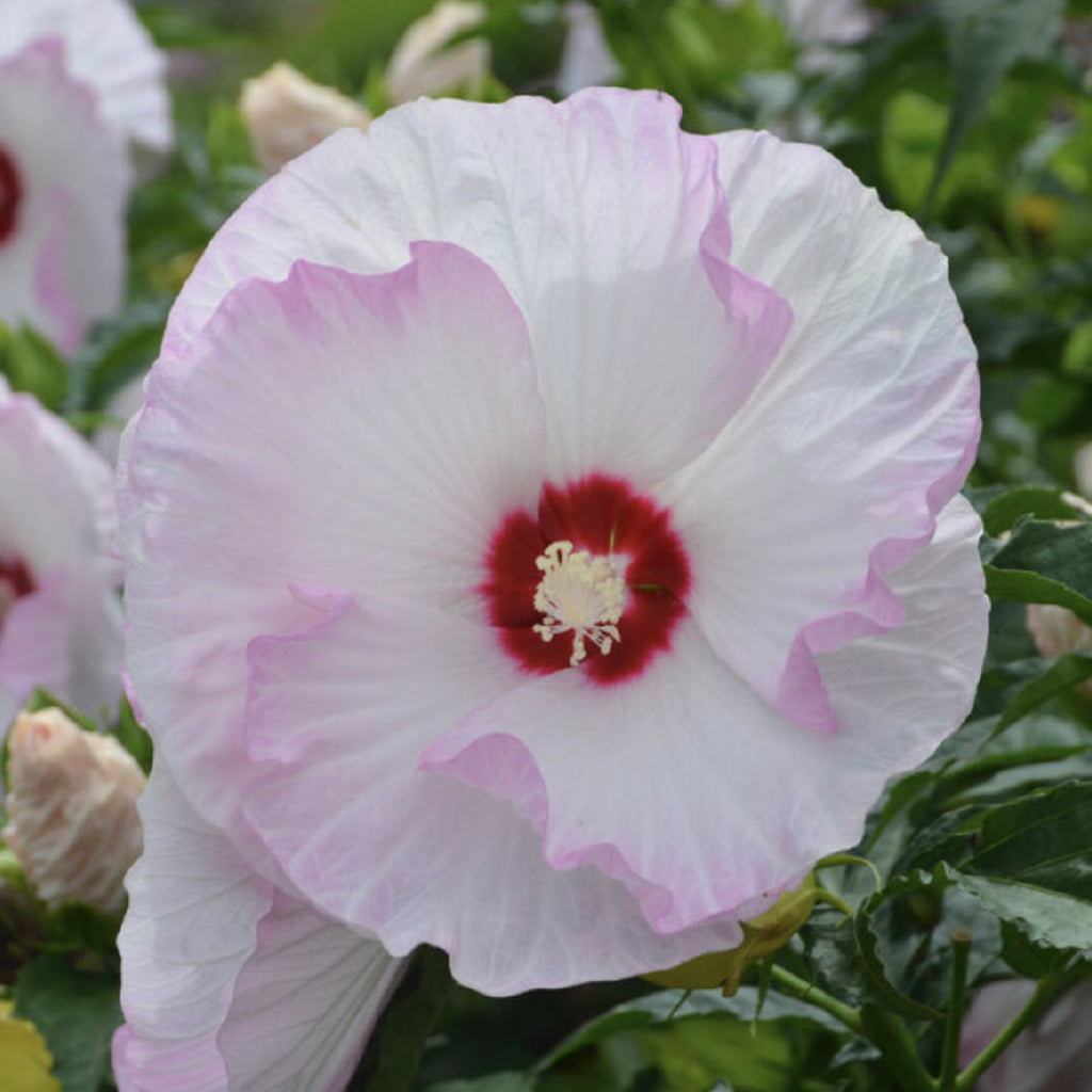 Rose Mallow (Perennial Hibiscus) - Sheridan Nurseries Online