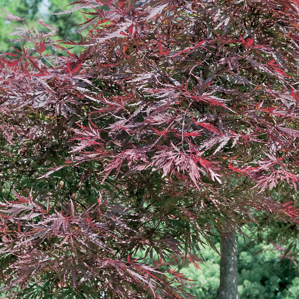Red Dragon Cutleaf Japanese Maple - Sheridan Nurseries Online
