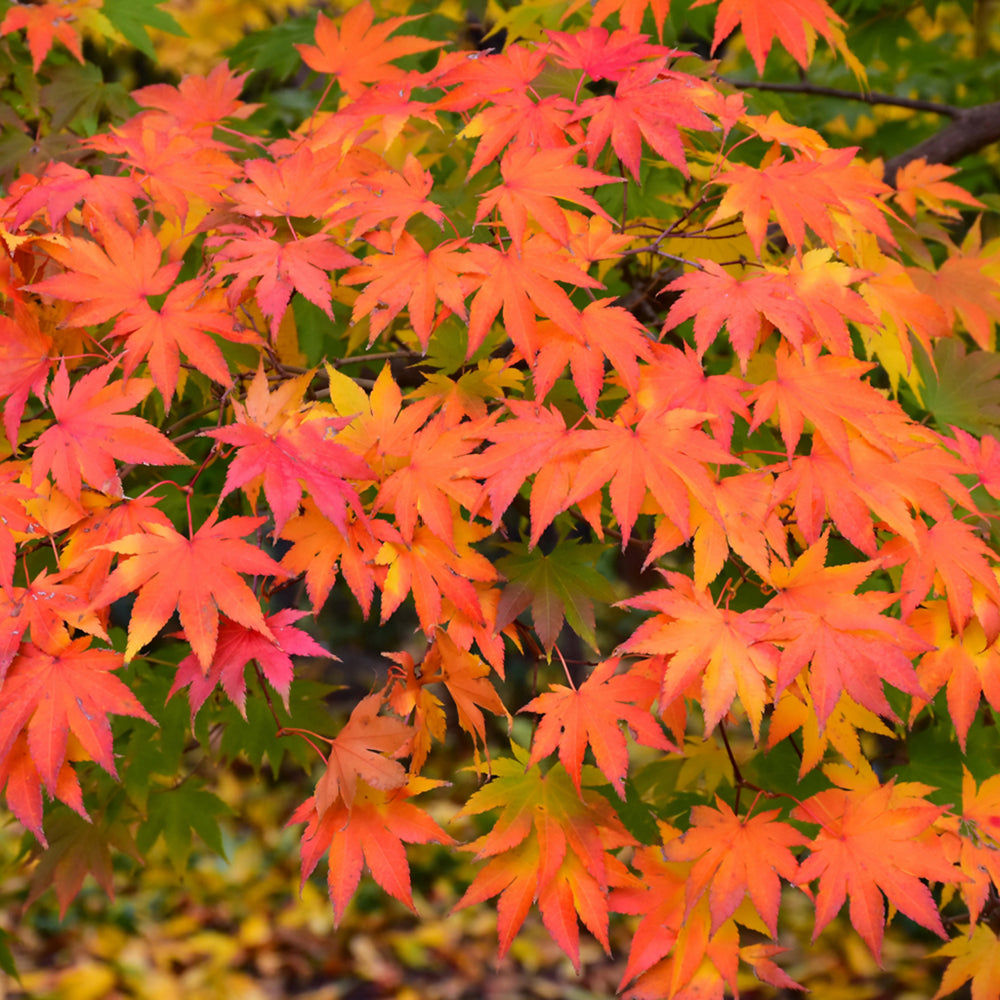 Japanese Maples - Sheridan Nurseries