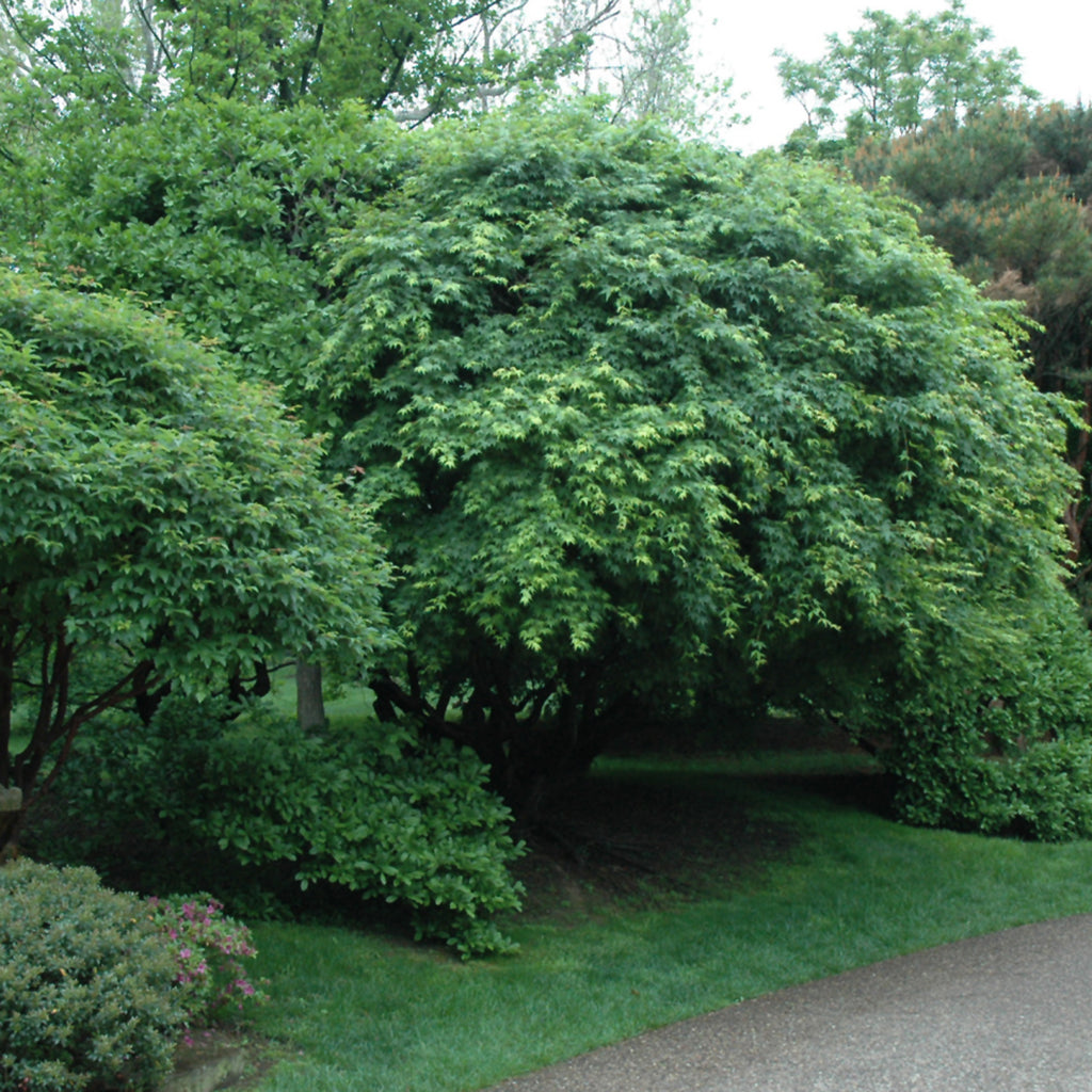 Peve Starfish Japanese Maple #20 CG - Sheridan Nurseries Online