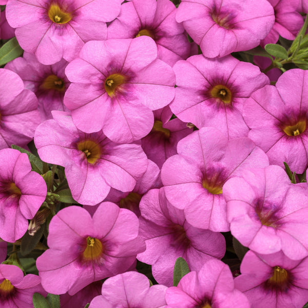 Proven Winners Superbells® Pink - Sheridan Nurseries