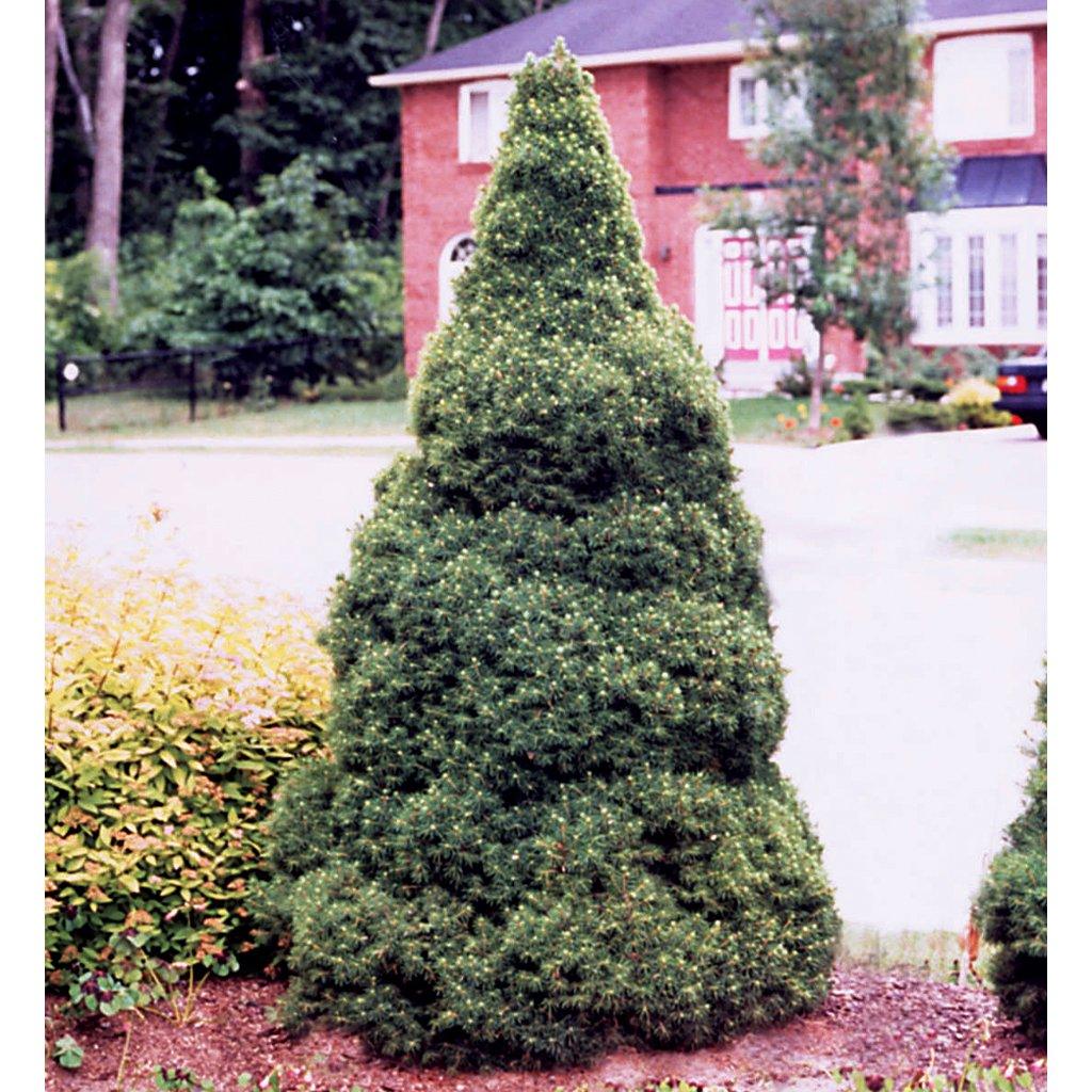 Dwarf Alberta Spruce Trees