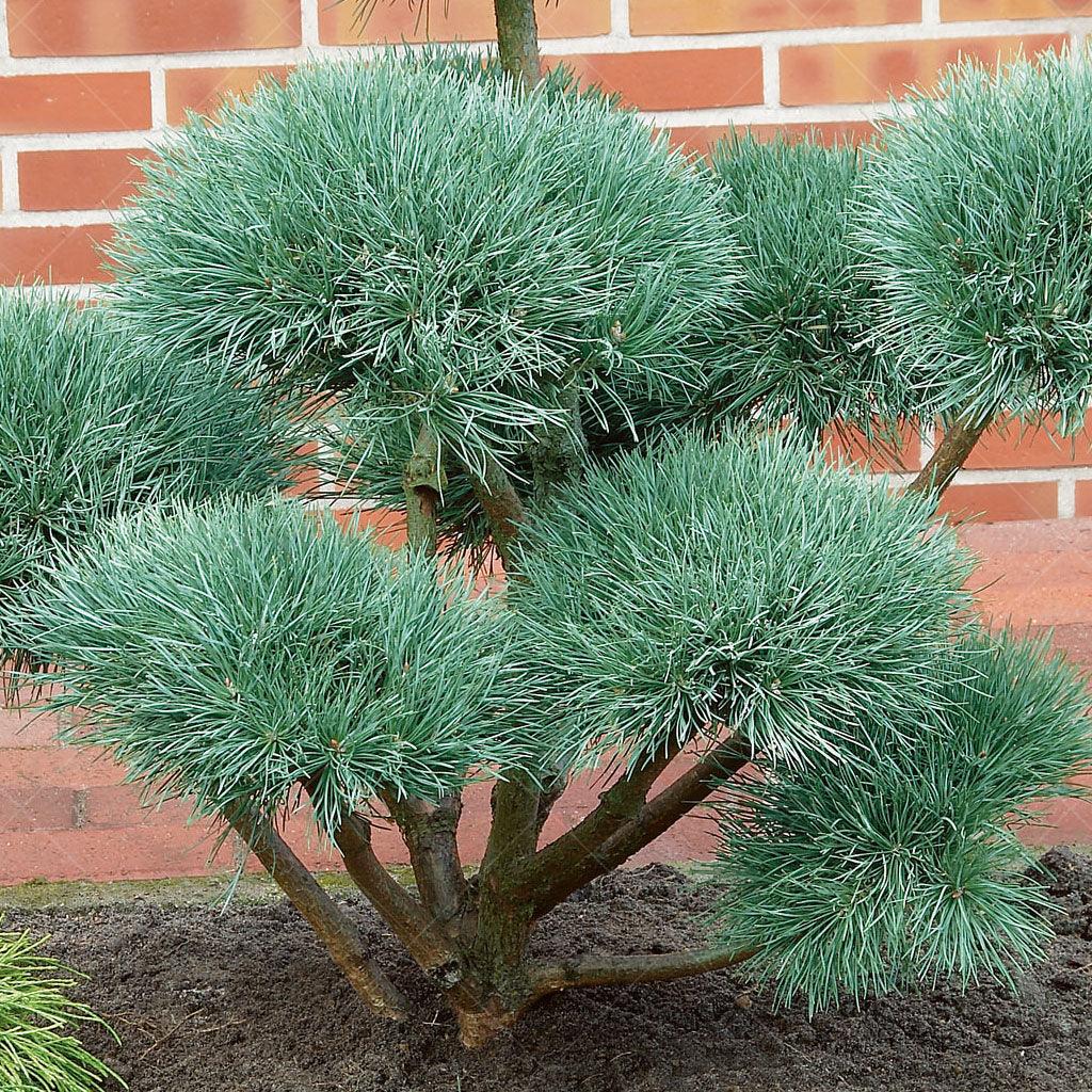 Pine Trees - Sheridan Nurseries Online