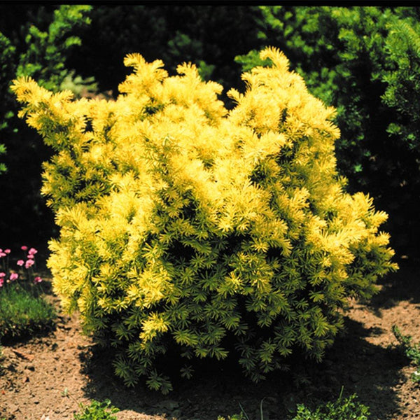 Yew Trees - Sheridan Nurseries Online