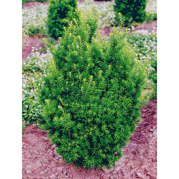 Yew Trees - Sheridan Nurseries Online