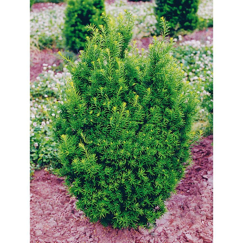 Yew Trees - Sheridan Nurseries Online