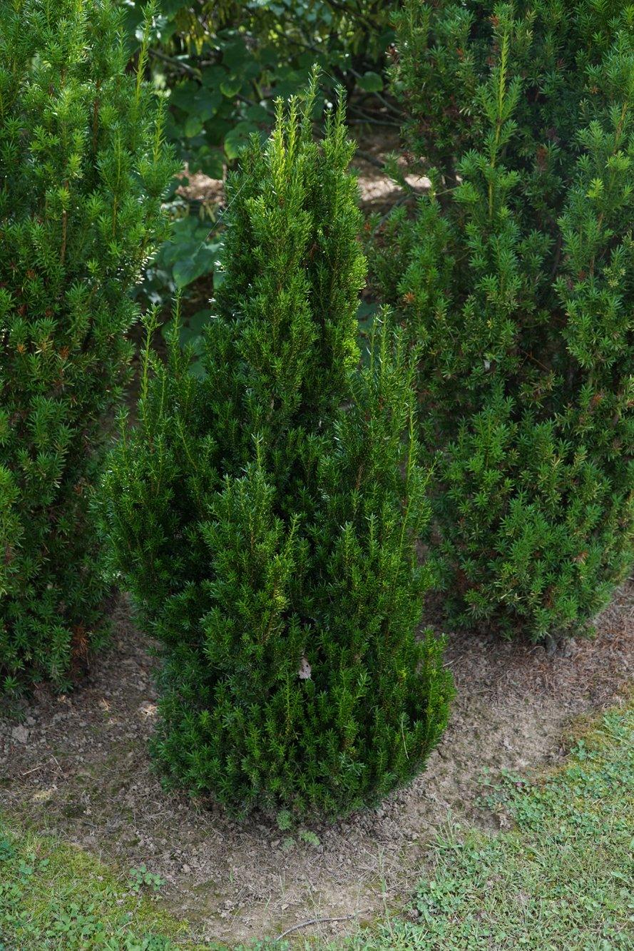 Yew Trees - Sheridan Nurseries