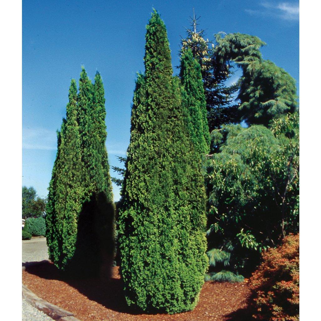 Cedar Trees - Sheridan Nurseries Online