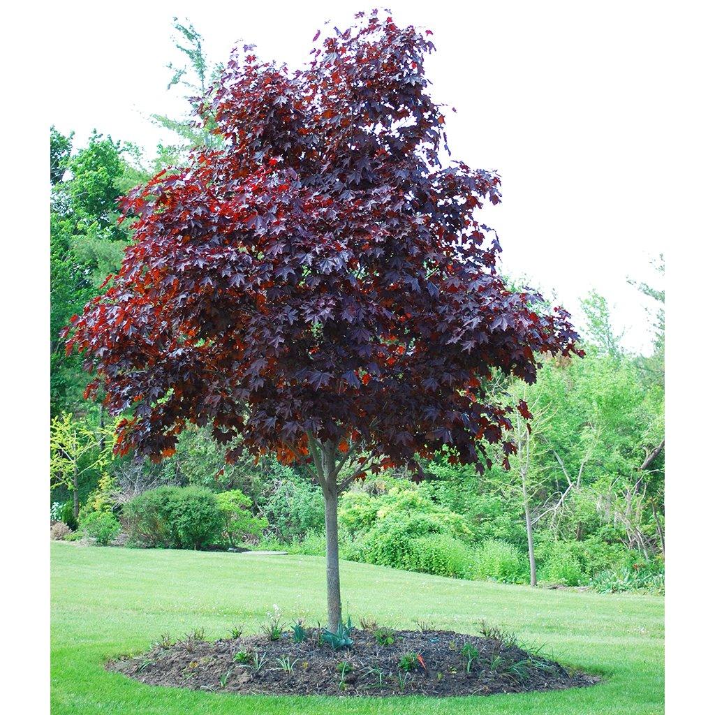 All Maple Trees - Sheridan Nurseries