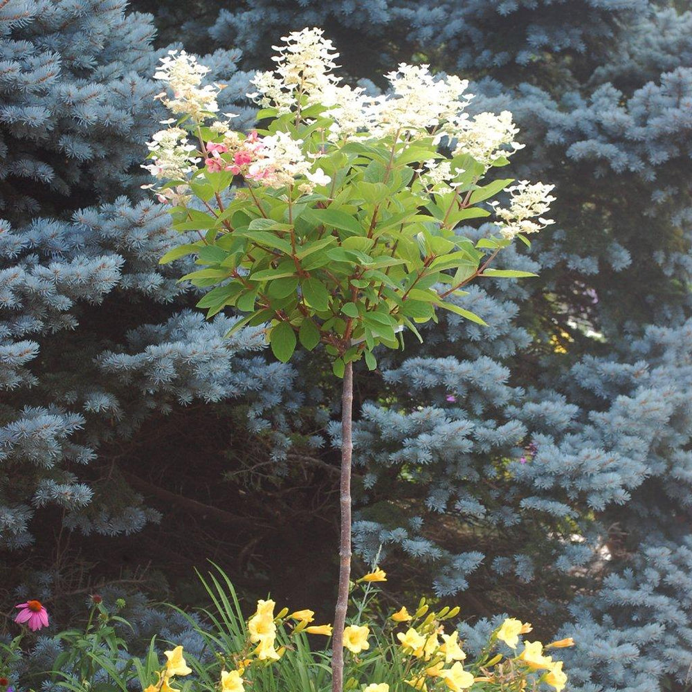 Hydrangea Trees - Sheridan Nurseries Online