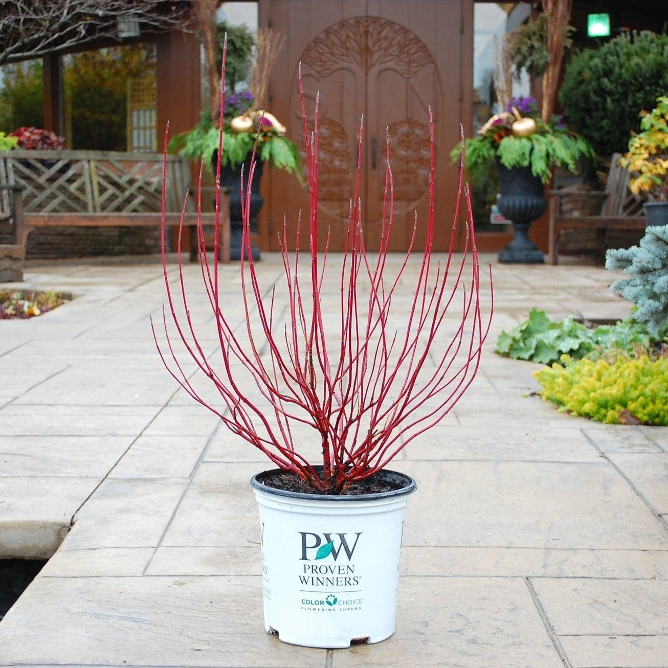 Spring Flowering Trees & Shrubs - Sheridan Nurseries Online