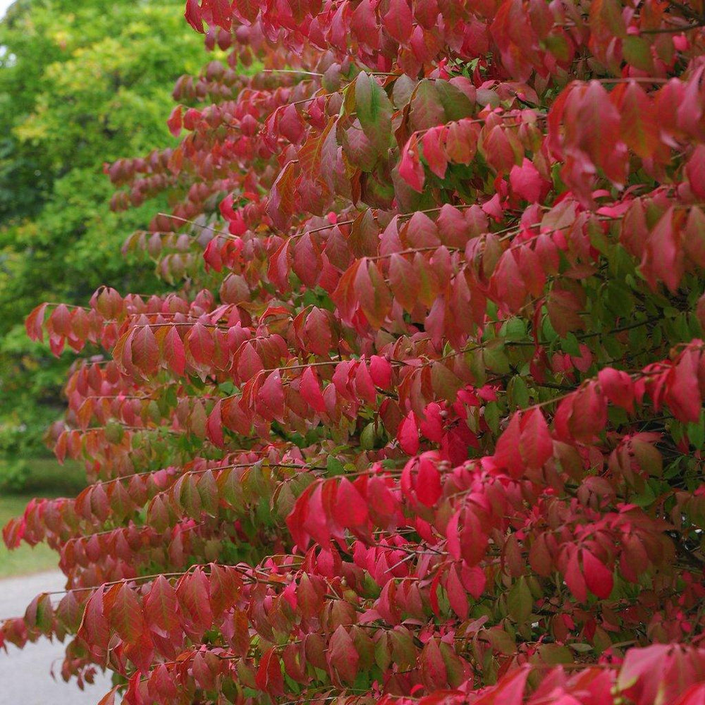 Burning Bush - Sheridan Nurseries Online