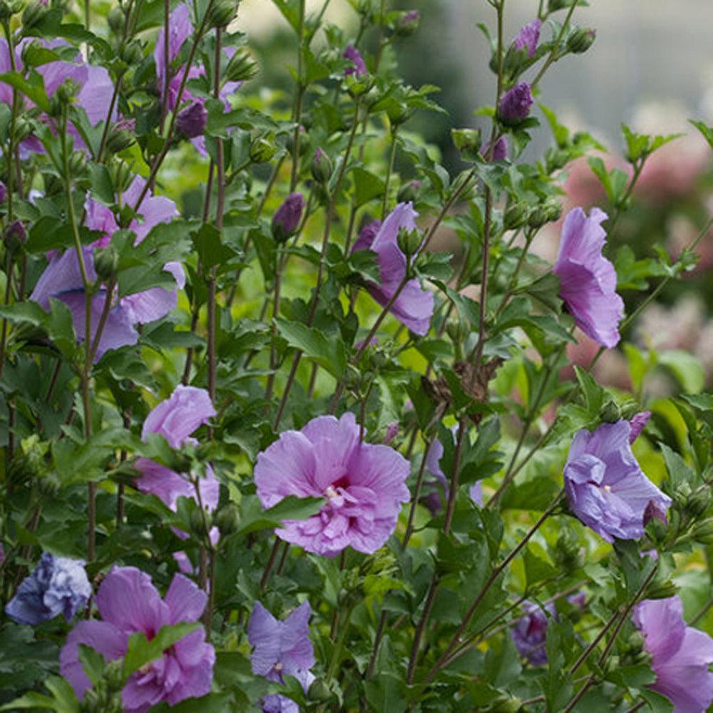 Rose of Sharon (Hibiscus) - Sheridan Nurseries Online