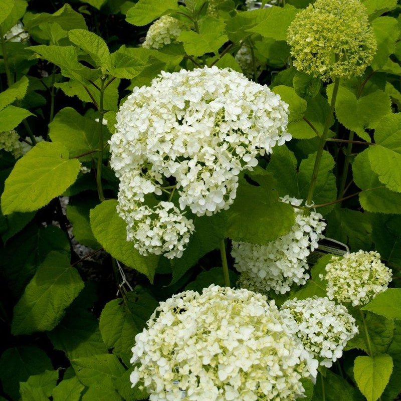 Hydrangea Shrubs & Trees - Sheridan Nurseries Online