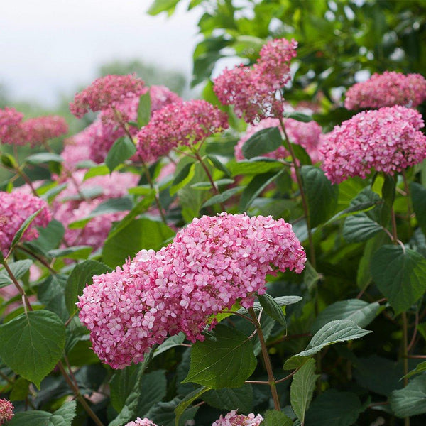Invincibelle Spirit II Smooth Hydrangea - Sheridan Nurseries