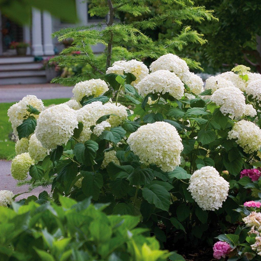 Hydrangeas - Sheridan Nurseries