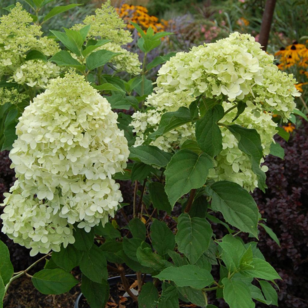Hydrangeas - Sheridan Nurseries