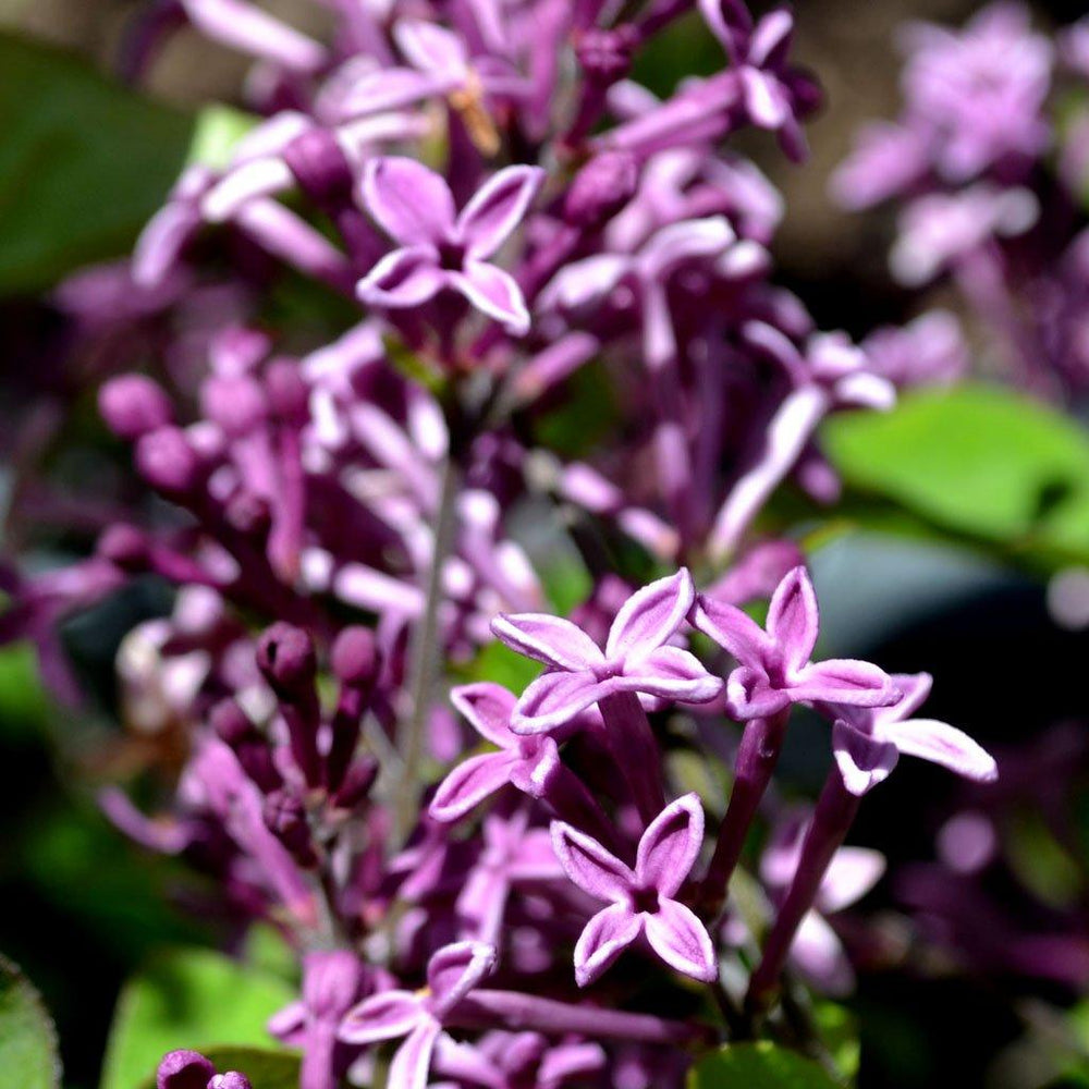 Shop Lilacs Collections - Sheridan Nurseries Online