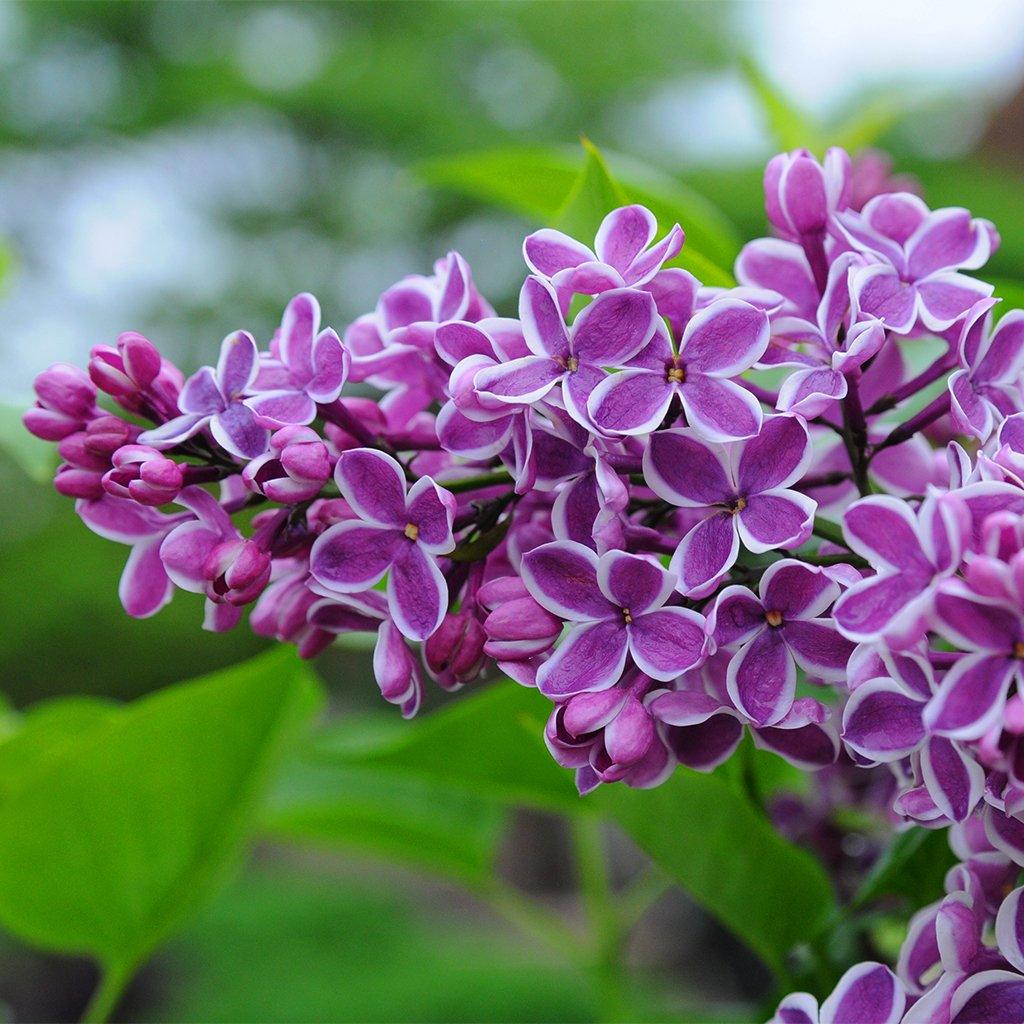 Sensation Common Lilac # 3 Container - Sheridan Nurseries Online