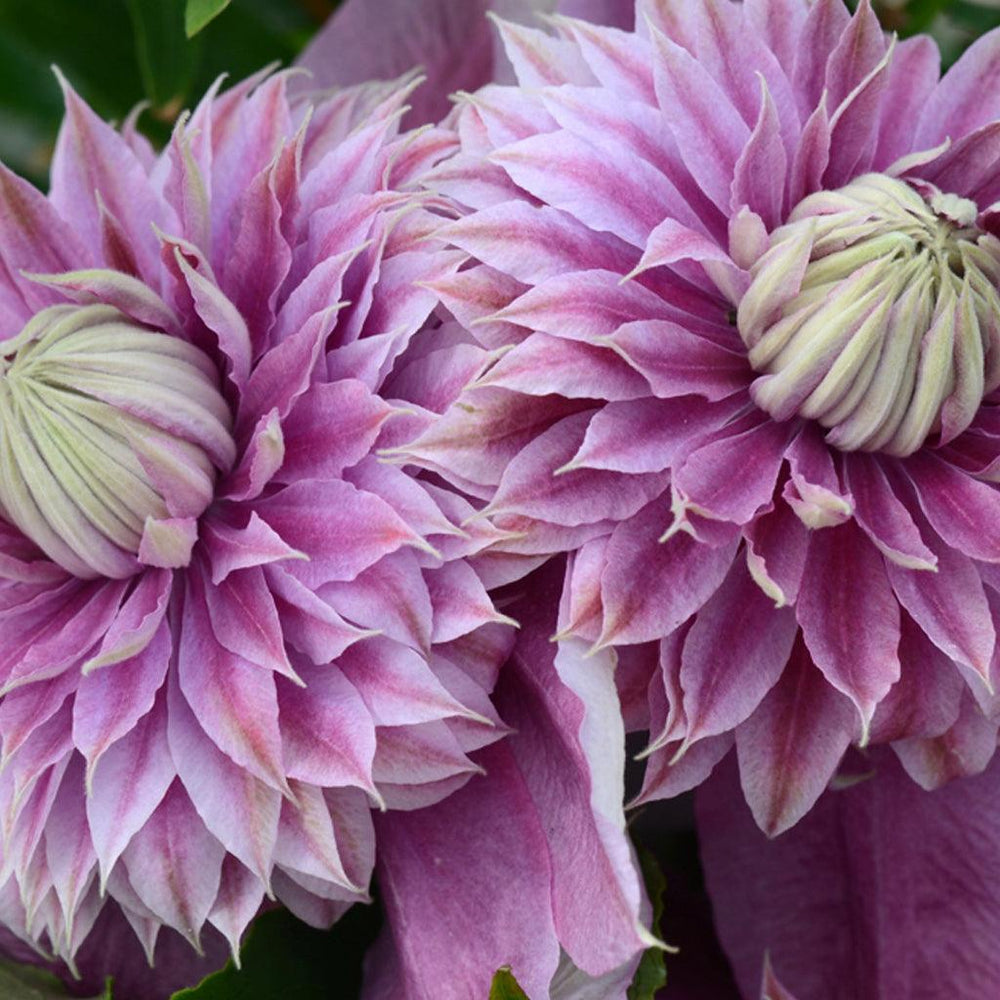 Nursery Sale - Sheridan Nurseries Online