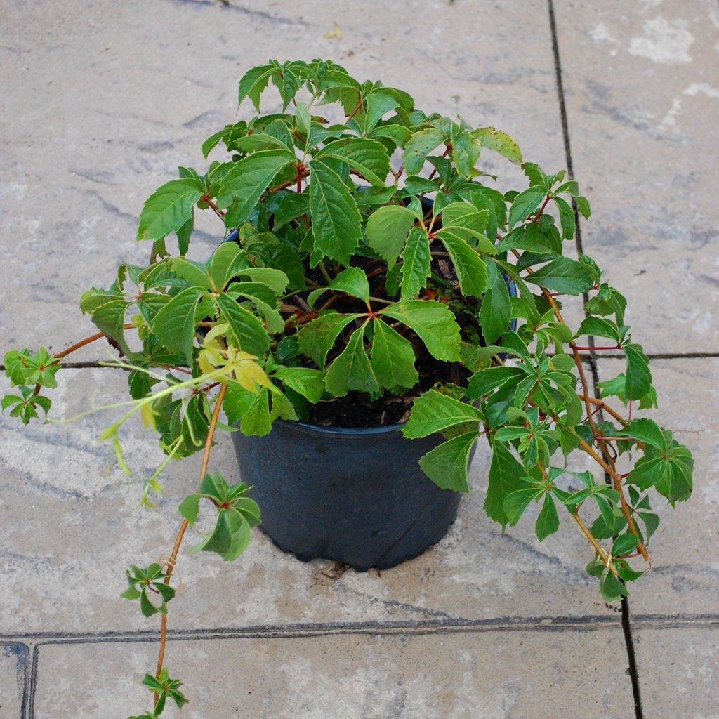 Canadian Beauties - Perennials - Sheridan Nurseries Online