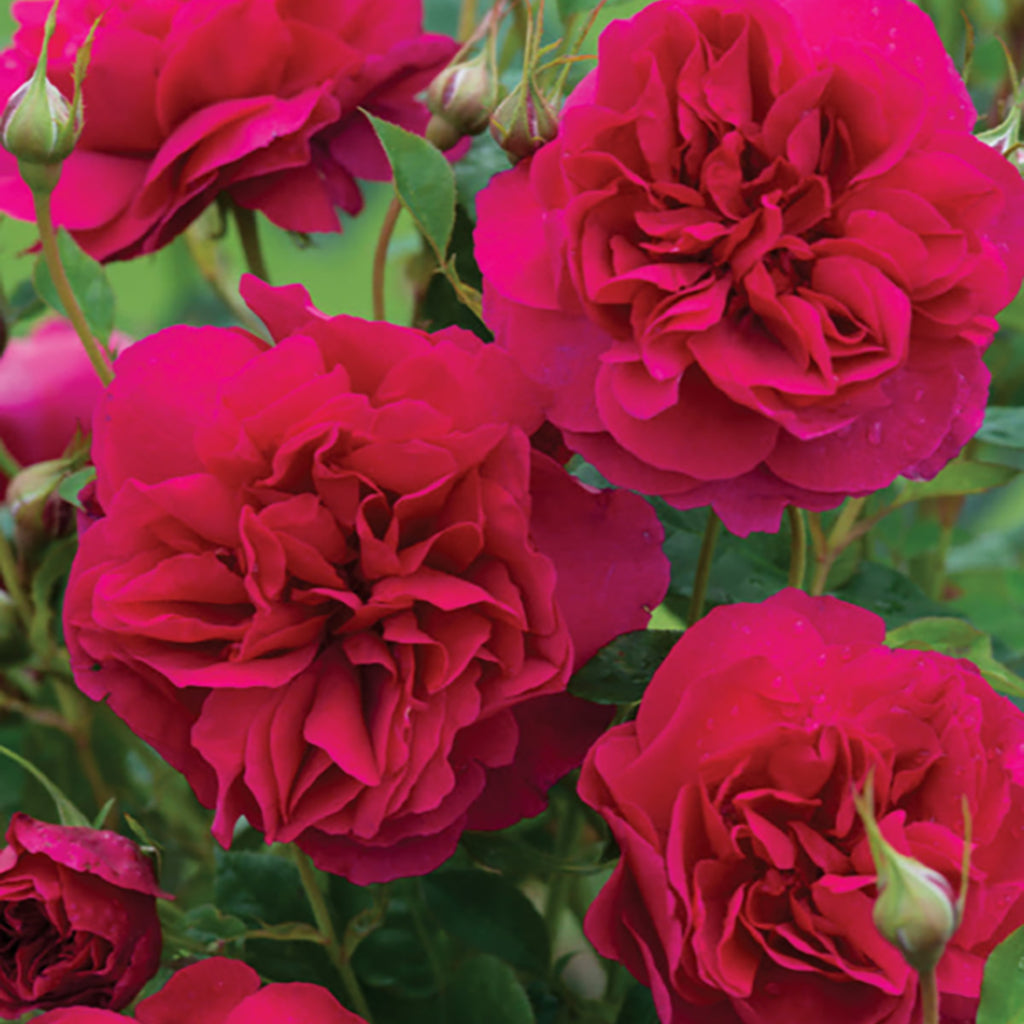 Shop Roses Collections - Sheridan Nurseries Online