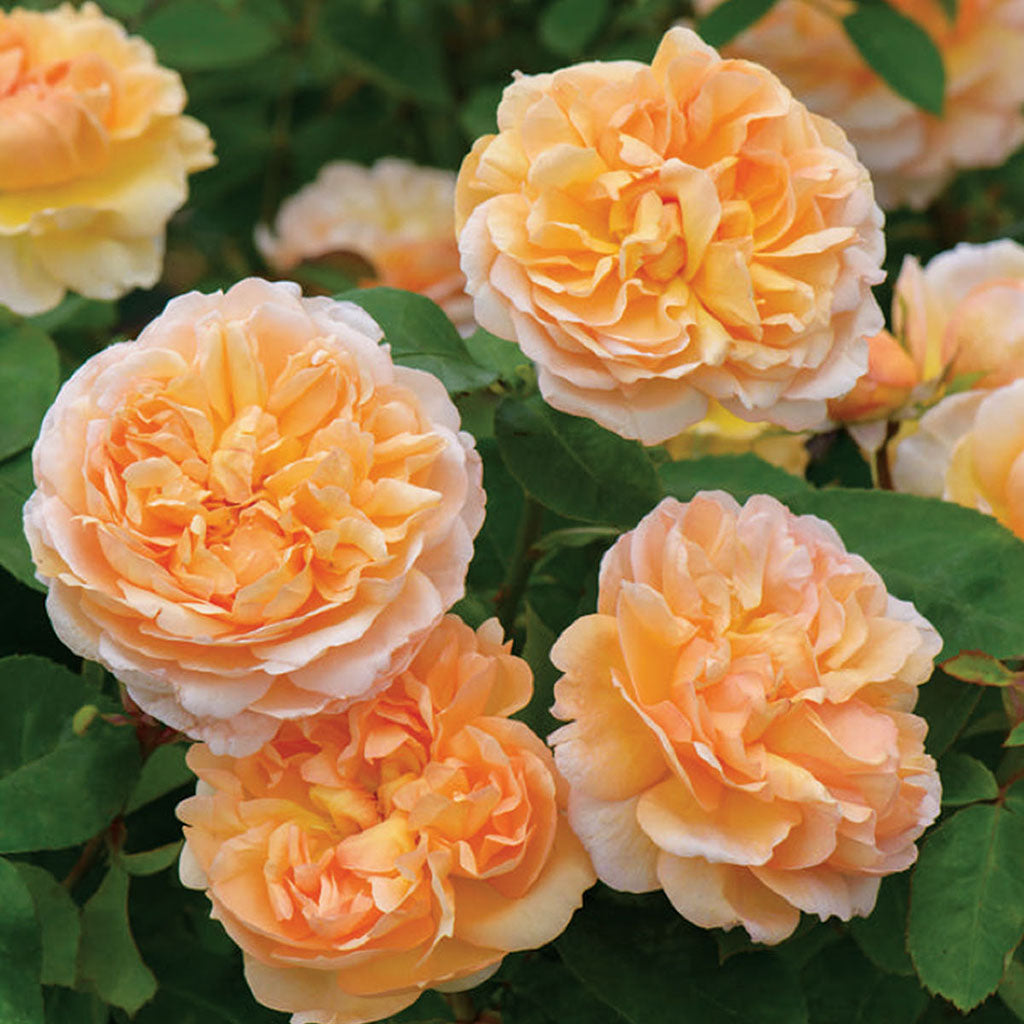 Shop Roses Collections - Sheridan Nurseries Online
