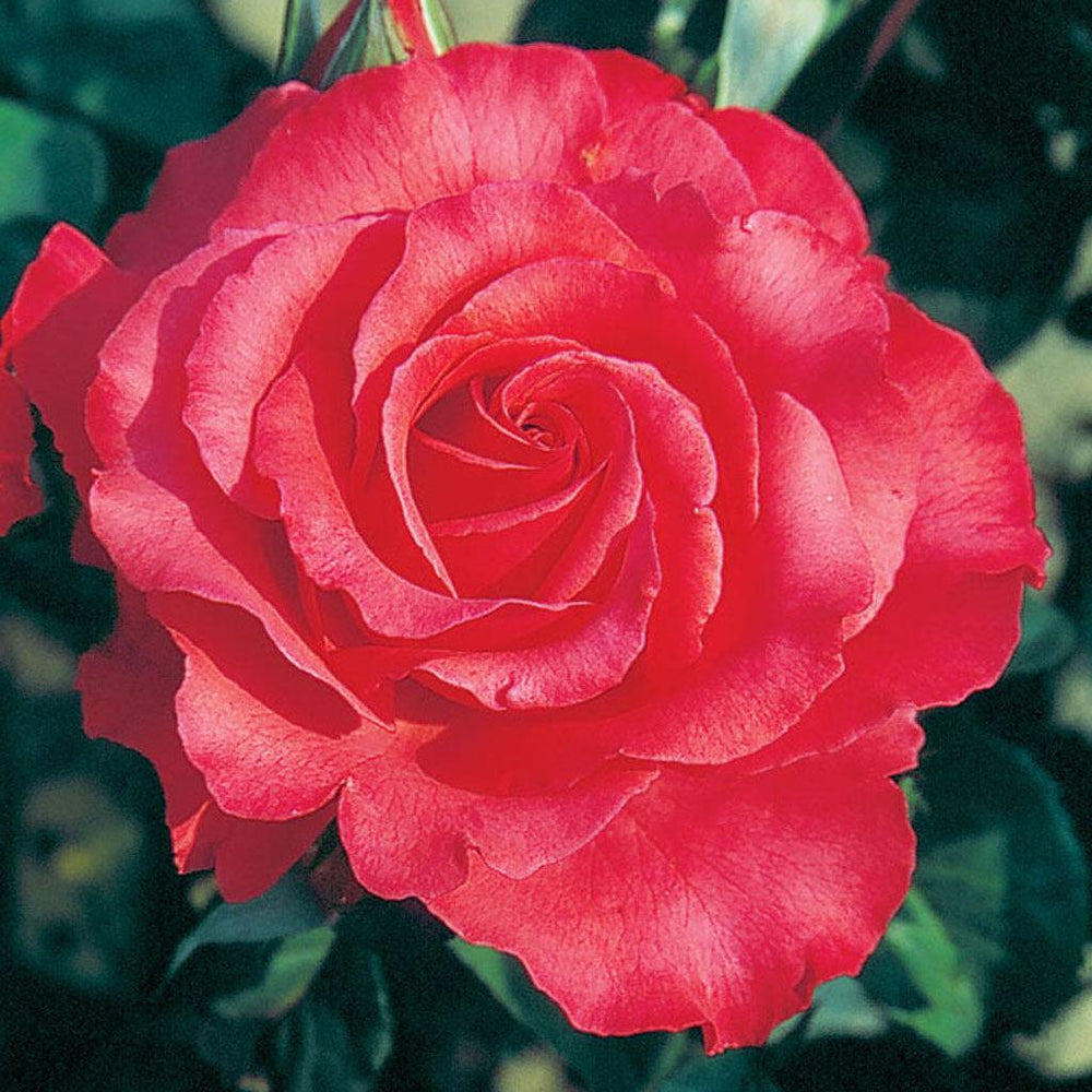 Climbing Roses - Sheridan Nurseries Online