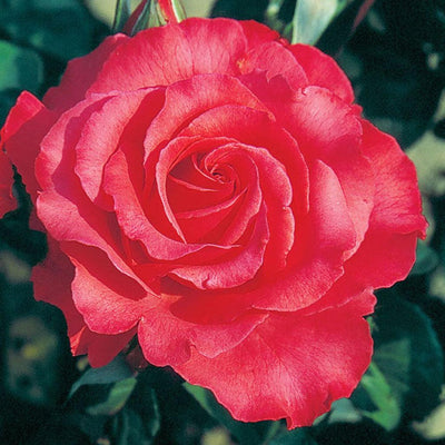 Shop Roses Collections - Sheridan Nurseries Online