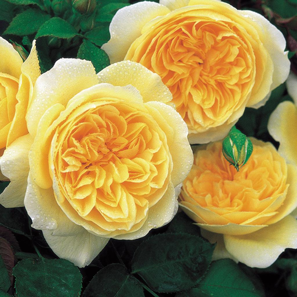 Nursery Plants - Sheridan Nurseries Online