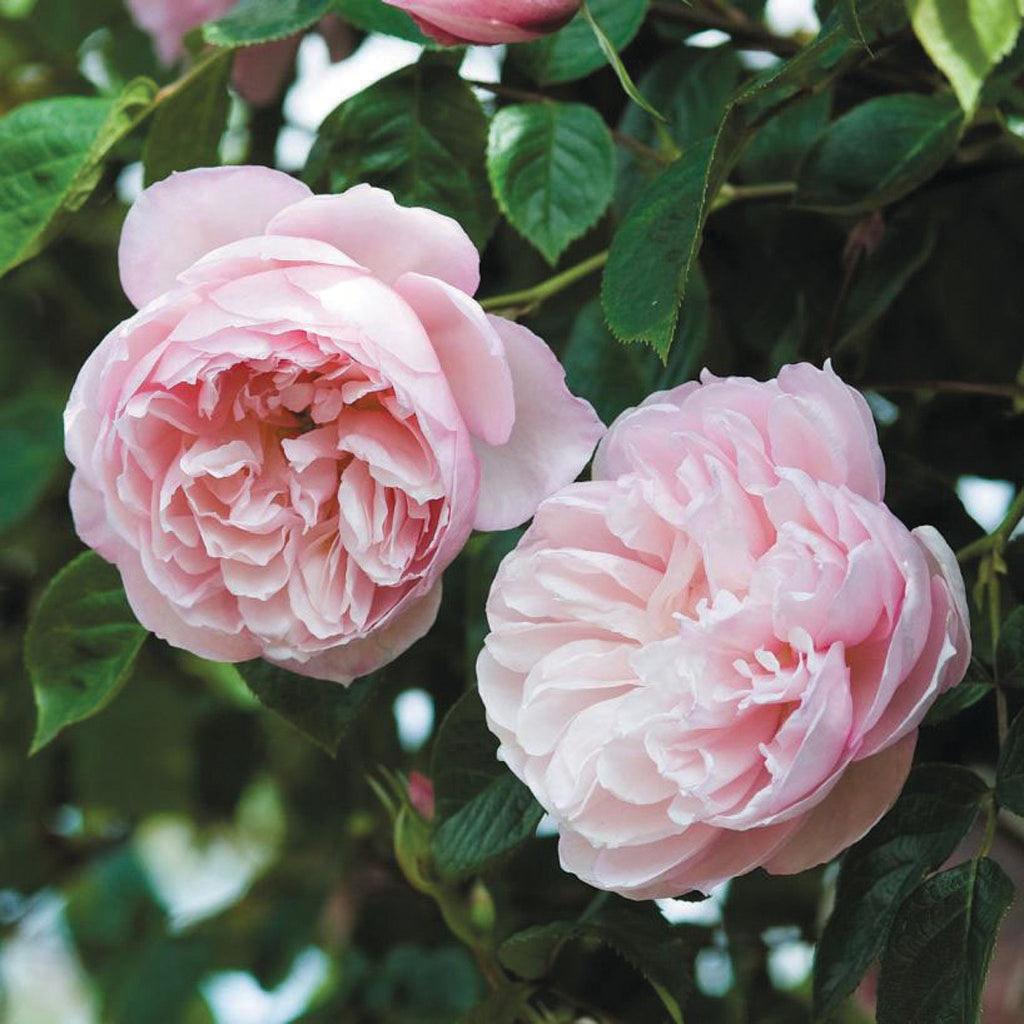 Nursery Plants - Sheridan Nurseries Online