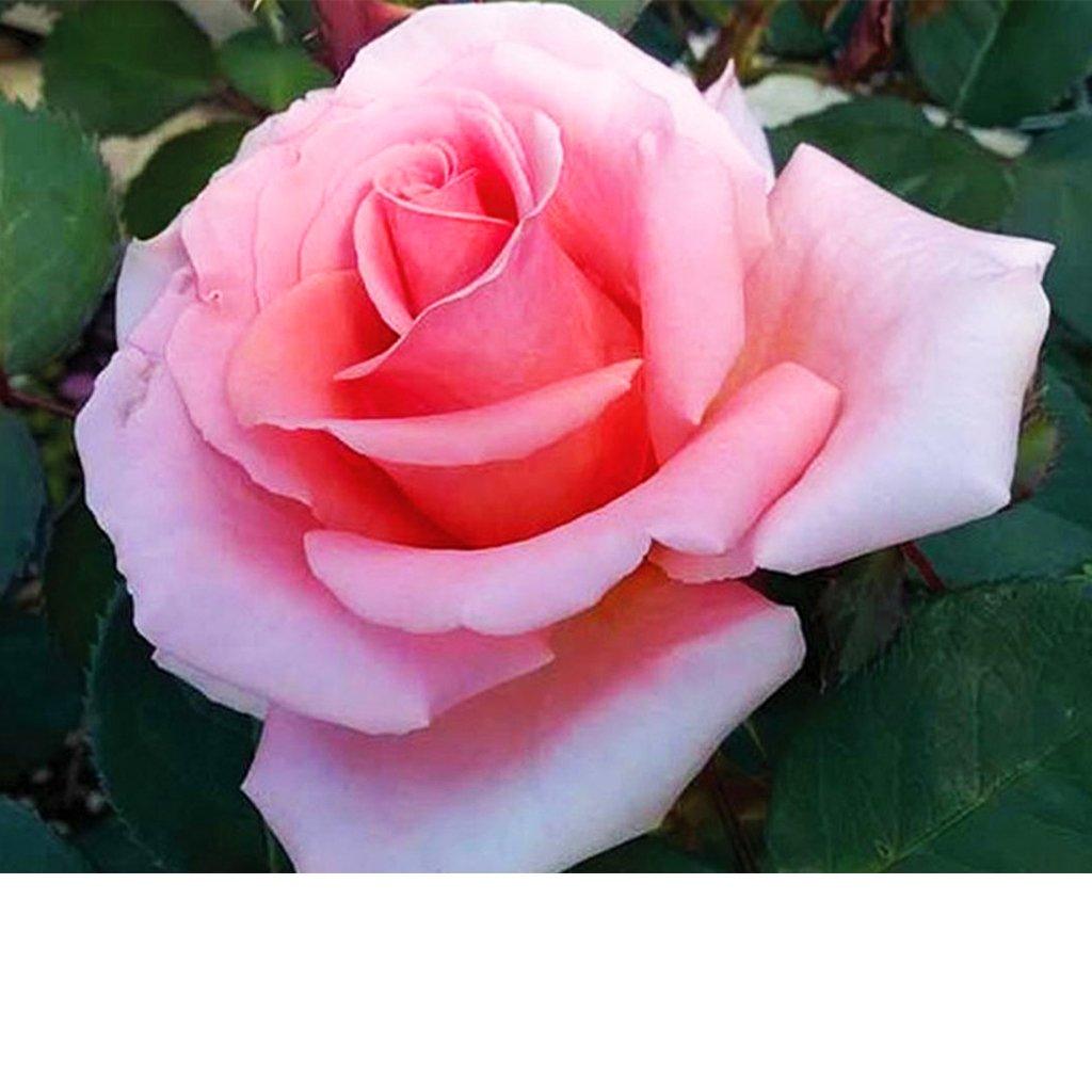 Shop Roses Collections - Sheridan Nurseries Online