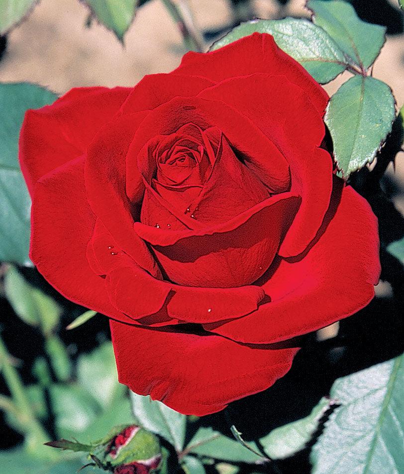 All Roses - Sheridan Nurseries Online