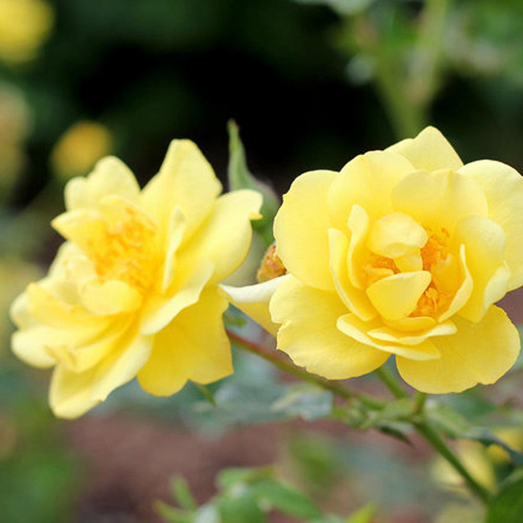 Shrub Roses - Sheridan Nurseries Online