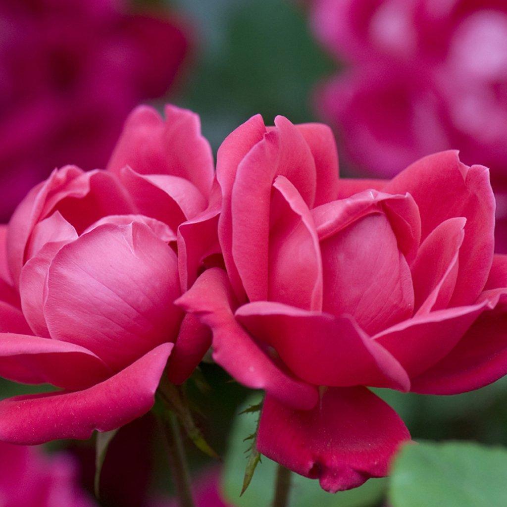 Shrub Roses - Sheridan Nurseries Online
