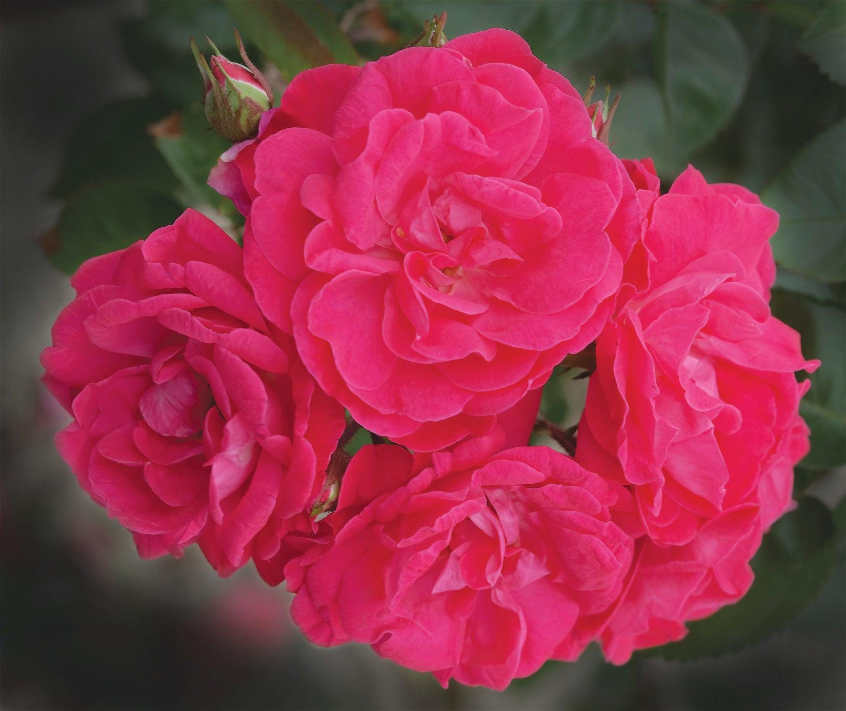 Shop Roses Collections - Sheridan Nurseries Online