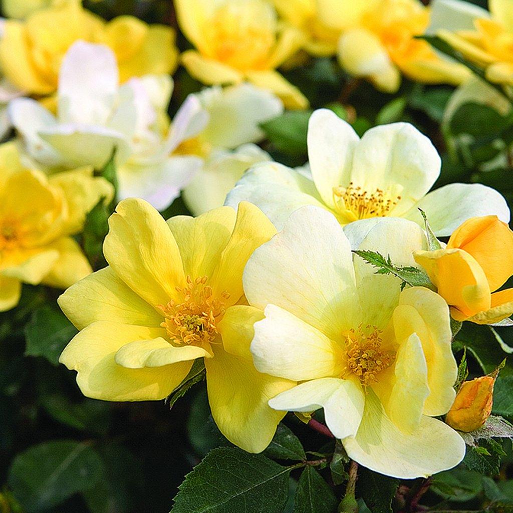 Shop Roses Collections - Sheridan Nurseries Online