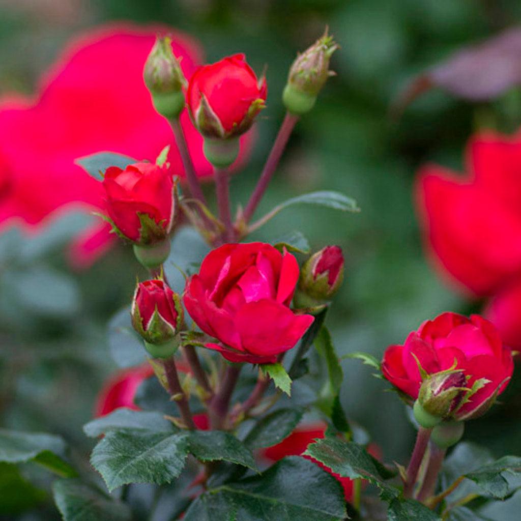 Hardy Roses - Sheridan Nurseries Online