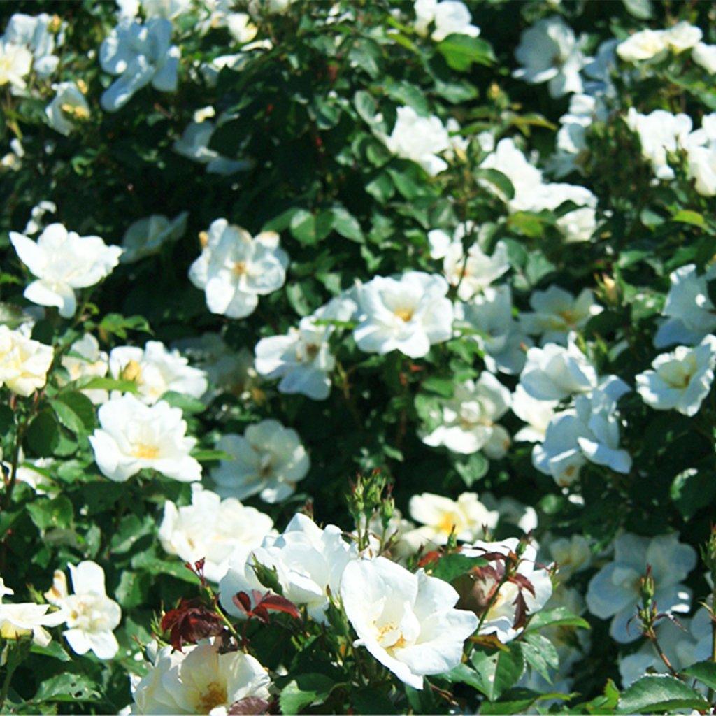 Shop Roses Collections - Sheridan Nurseries Online