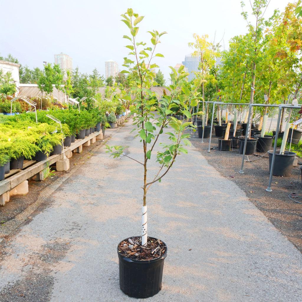 Fruit Trees - Sheridan Nurseries Online